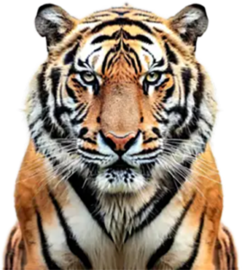 Animal de Poder Pantera Negra | Medicina e Significado